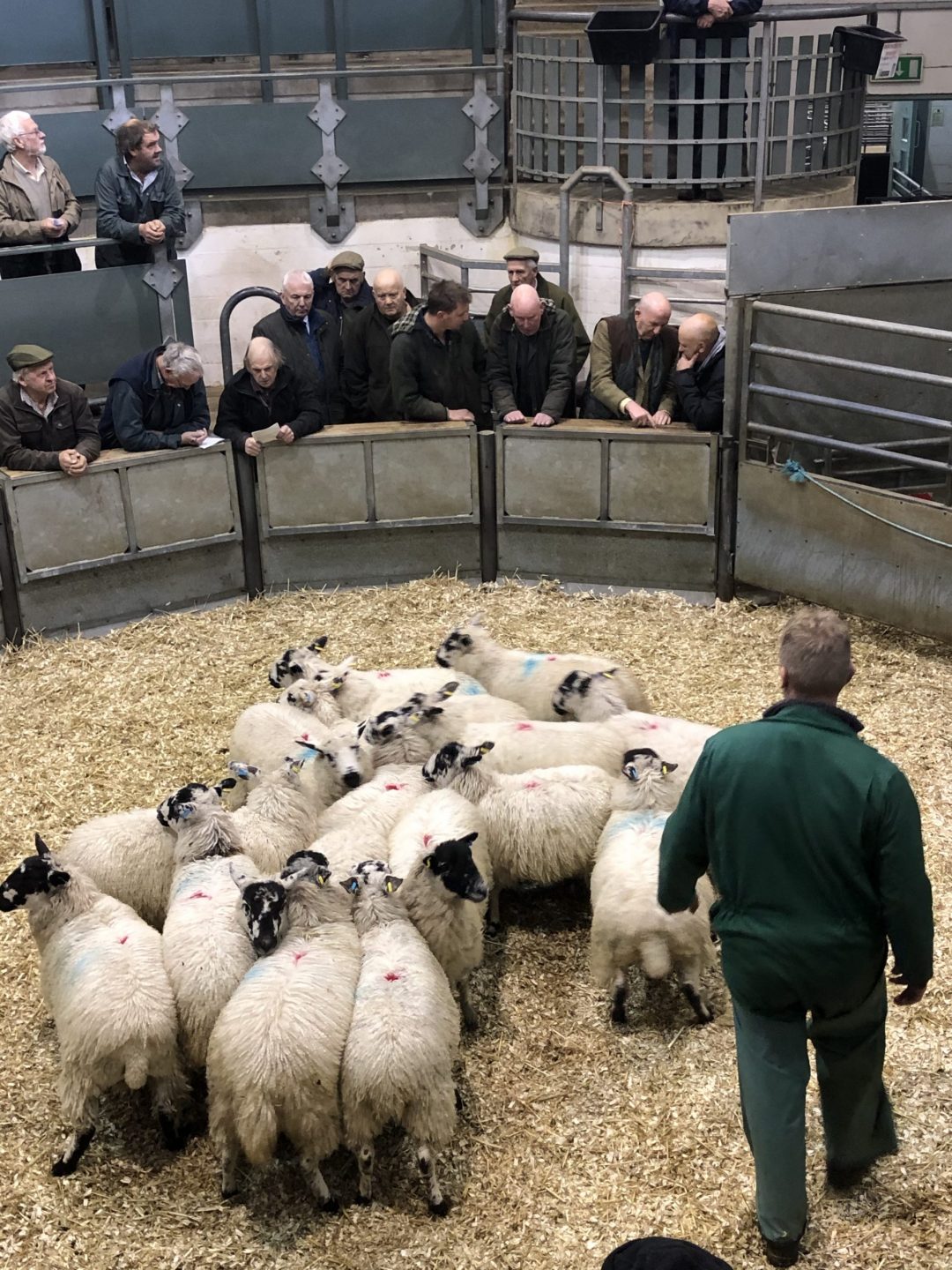 Store Lamb Sale - Bagshaws